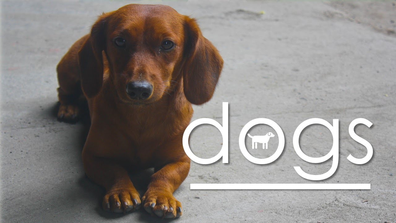 MY DOGS (mga asong dumaan sa buhay ko) /Life of a dog breeder #pets ...