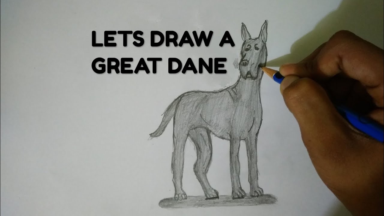 Let's Draw a Dog {{GREAT DANE}} - YouTube
