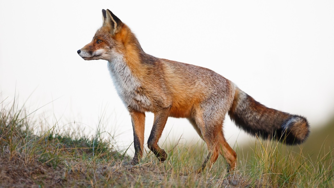 Owners of the American Prairies | Bison, Red Fox, Wild Horse, Bald ...