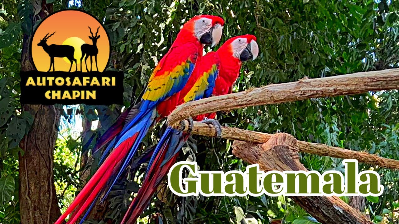 Guatemala 🇬🇹 Auto Safari Chapin. Paseando por el Zoológico . Walk ...