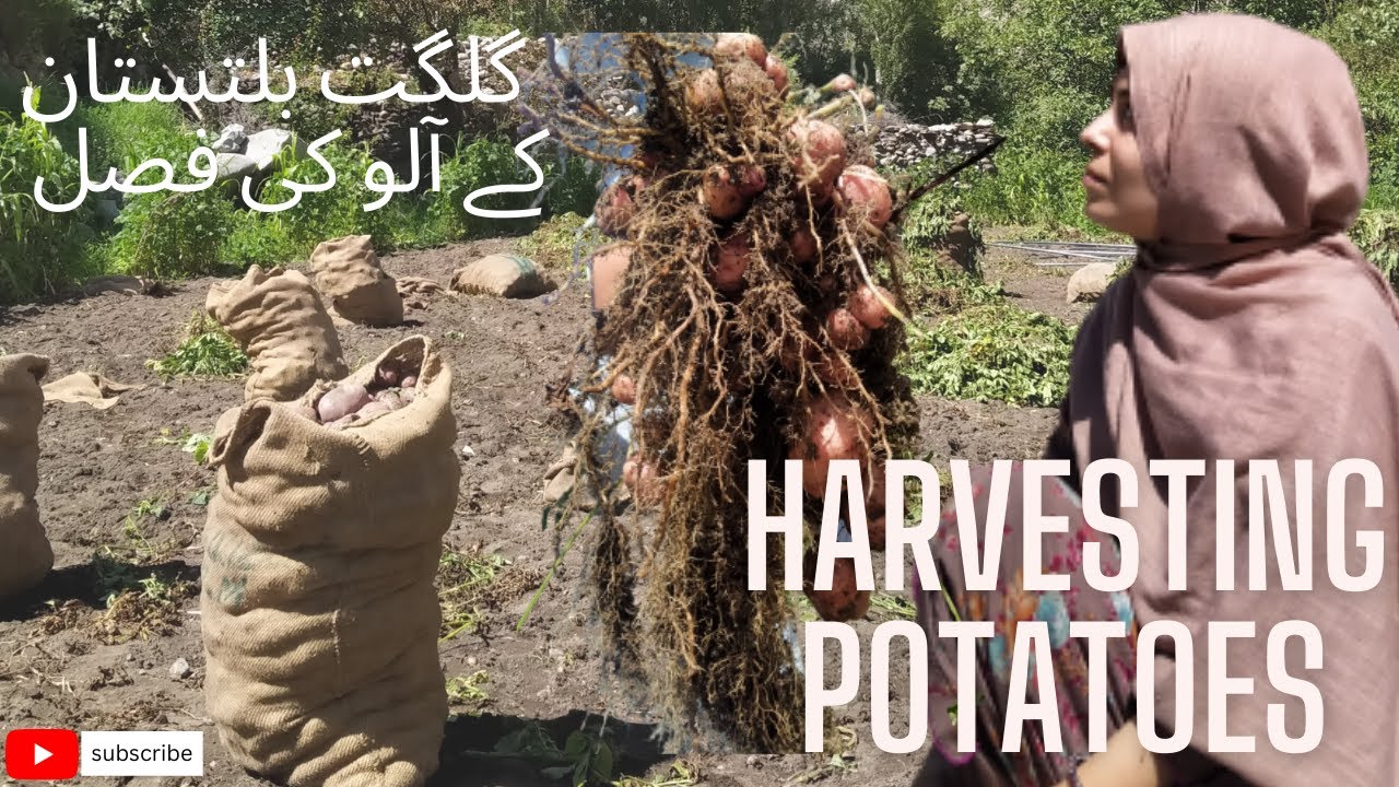 Potato Farming|| Ancient method of Potato harvesting|| Shina Vlog 5 ...