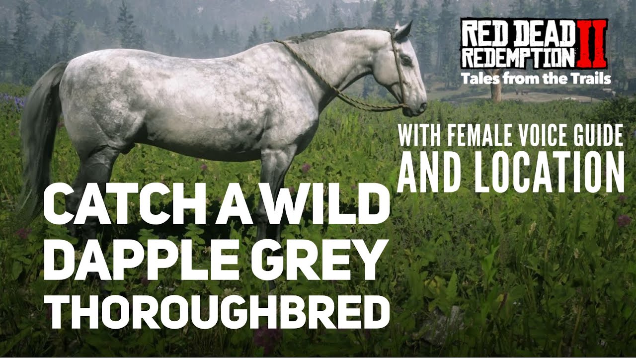 Red Dead Redemption 2: Catching a Wild Dapple Grey Thoroughbred with ...