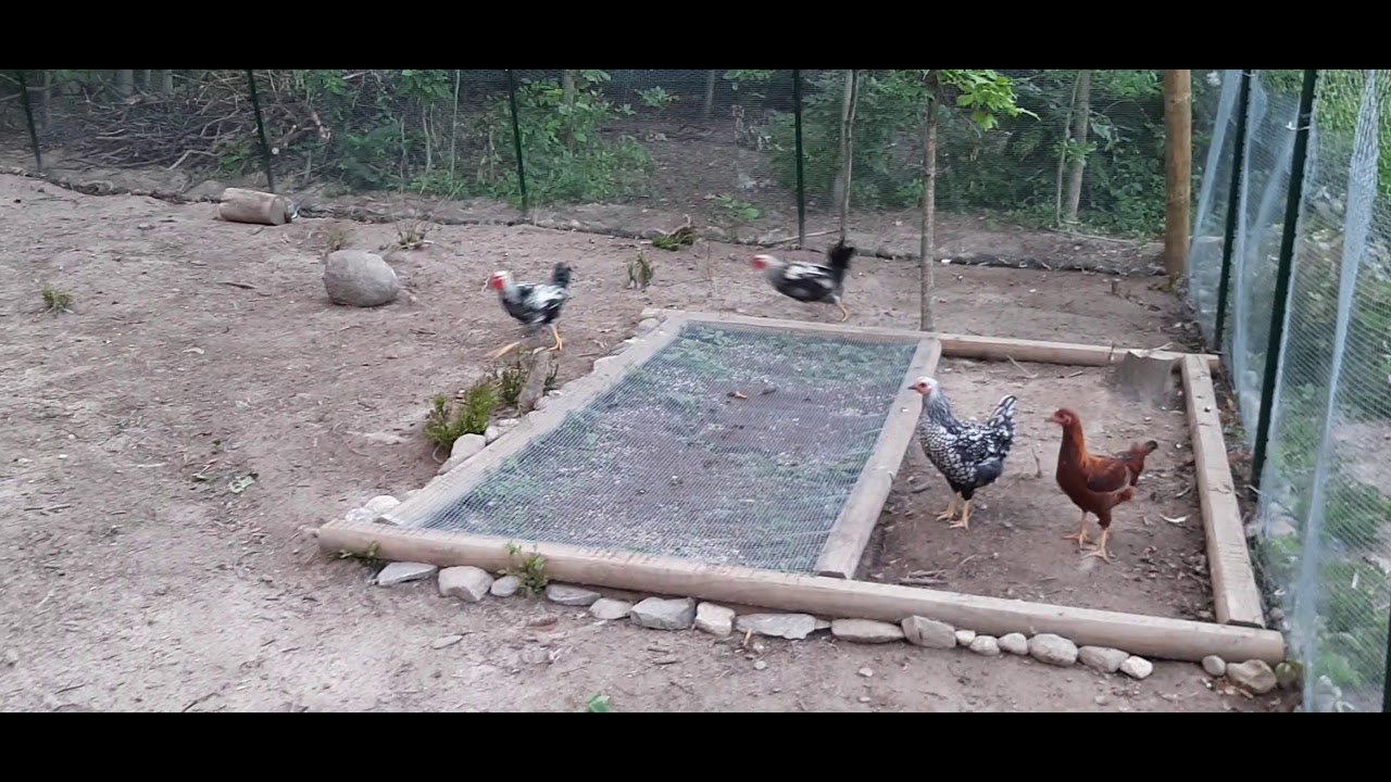 Roosters chasing each other - YouTube