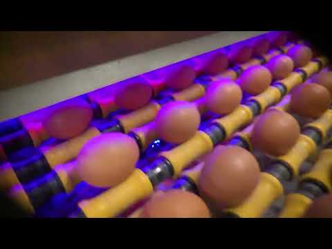 Moba Who We Are - World Leading Manufacturers of Egg Grading, Egg Packing & Egg Processing equipment