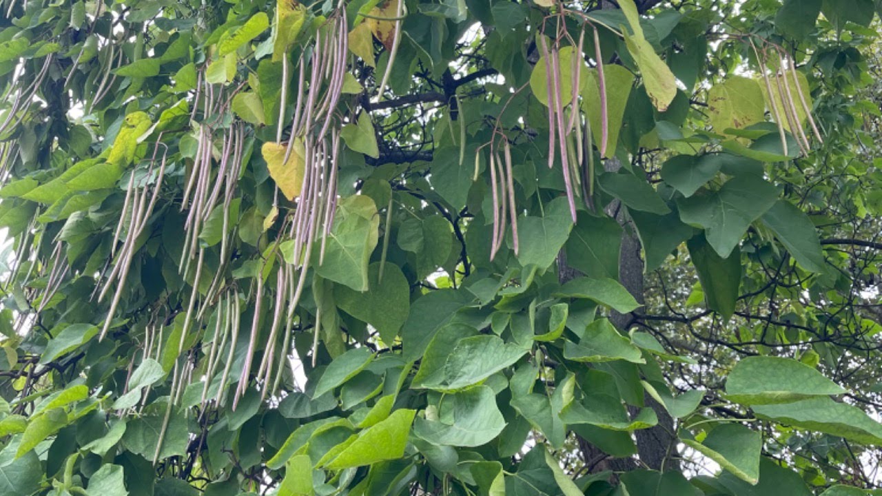 nosho part one Friday 30 August 2024 - YouTube