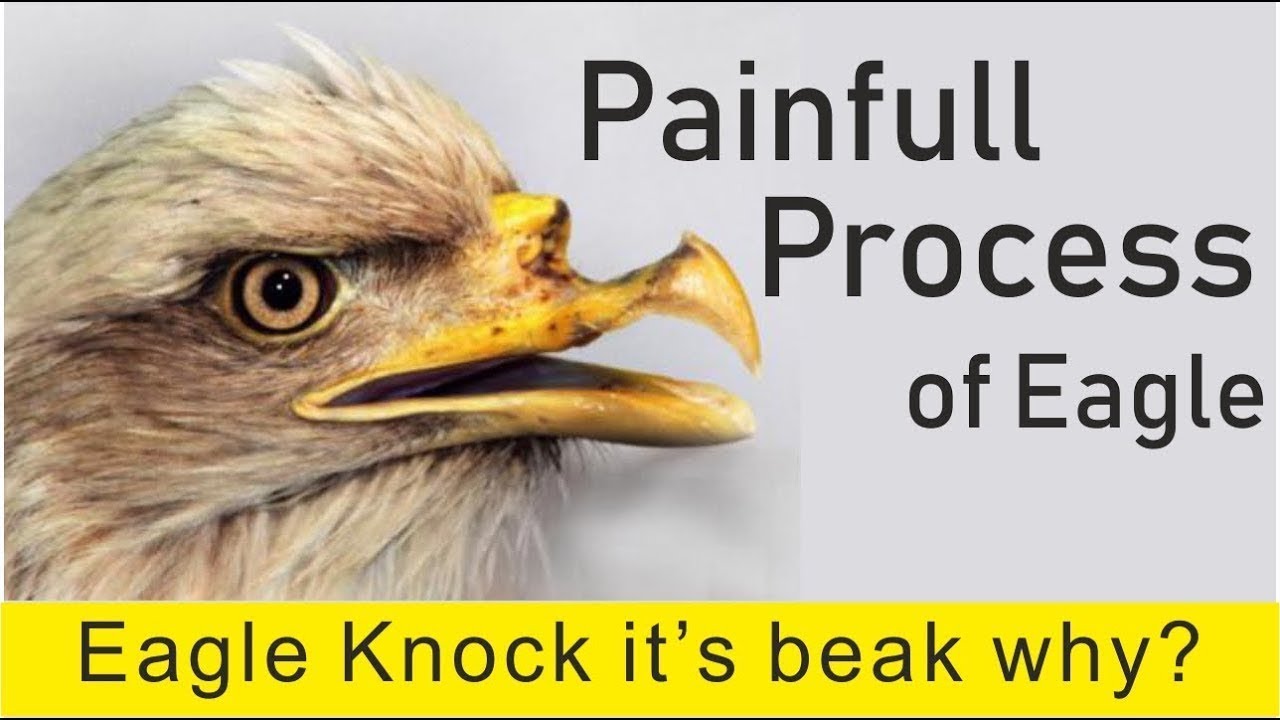 Life journey of Eagles from almost dying to its Rebirth! #eagles # ...