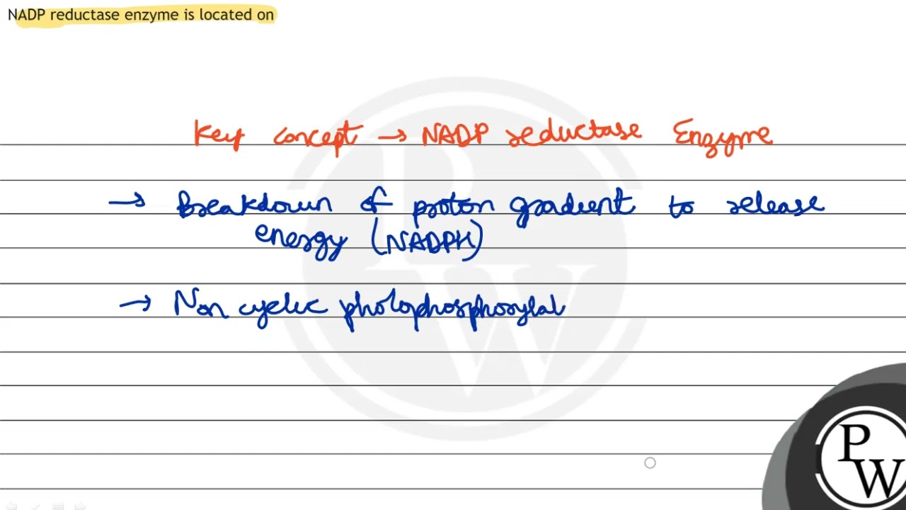 NADP reductase enzyme is located on - YouTube