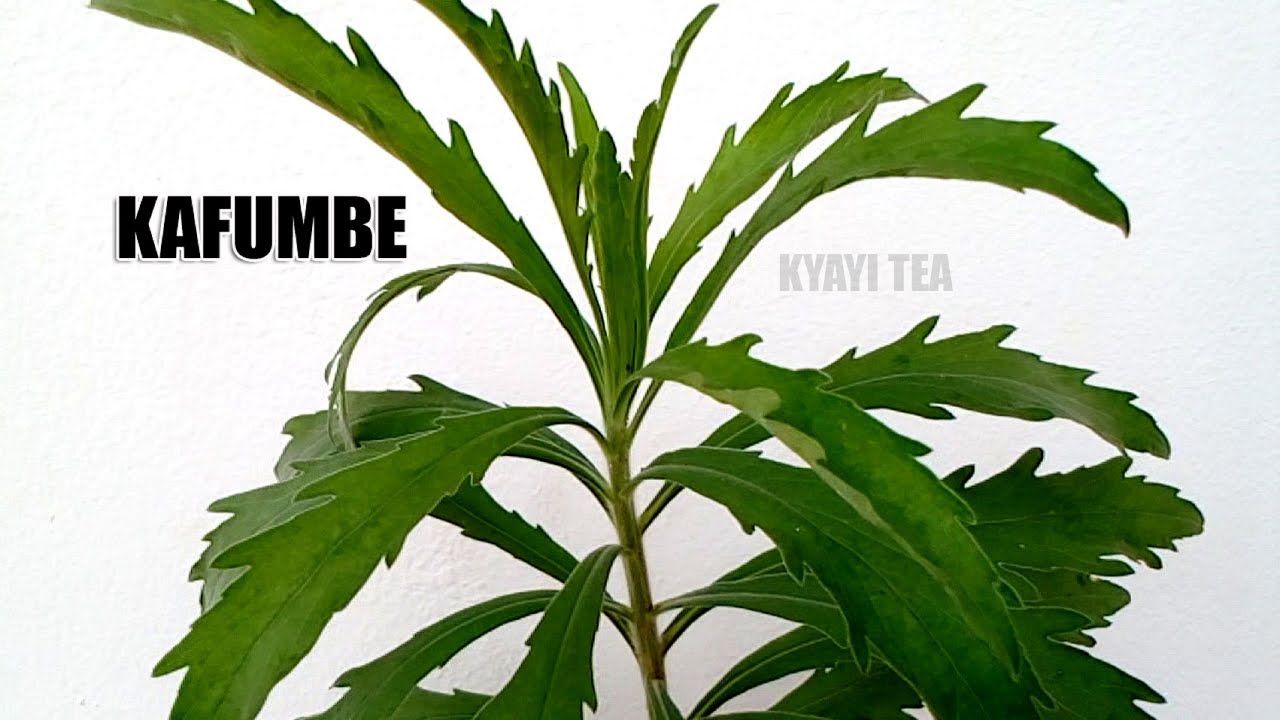 Kafumbe Omunene Amannya Ge Ddagala Lino Agasuka Mulimu Gagano ...