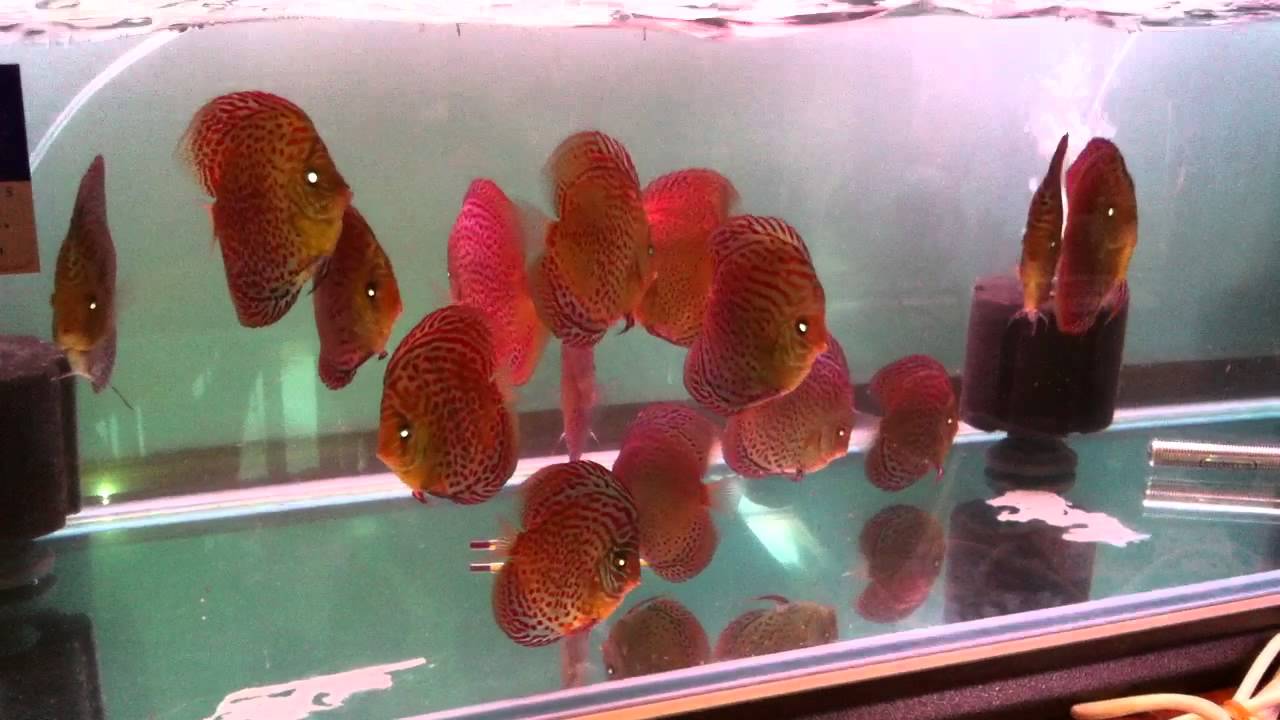 Sunny discus centre in Hong Kong aquarium fish farm - YouTube