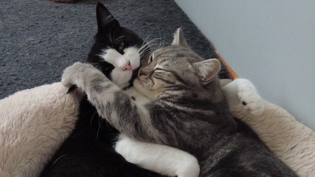 Cats cuddling quickly turns into fight - YouTube