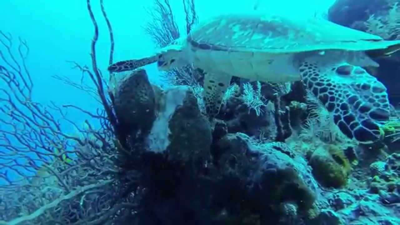 Scuba Diving with Sea Turtle Coconut Bay Grand Cayman, Cayman Islands ...