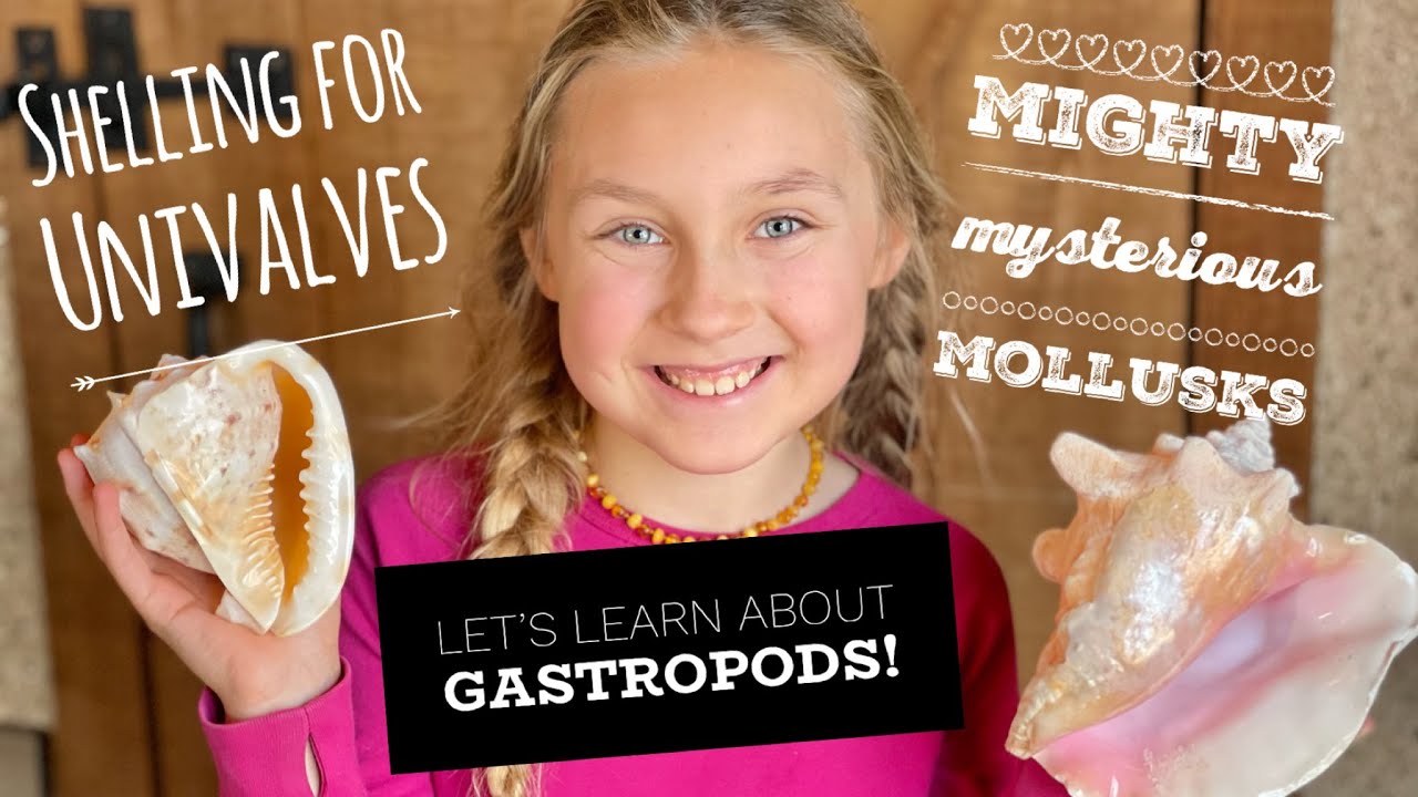 Let's Learn about Gastropods!/ Shelling for Univalves/ Mollusks are ...