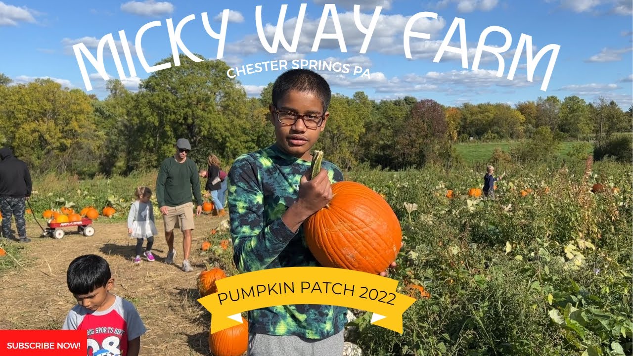 Milky way farm 🐮 in Chester springs, PA pumpkin patch farm animals corn ...