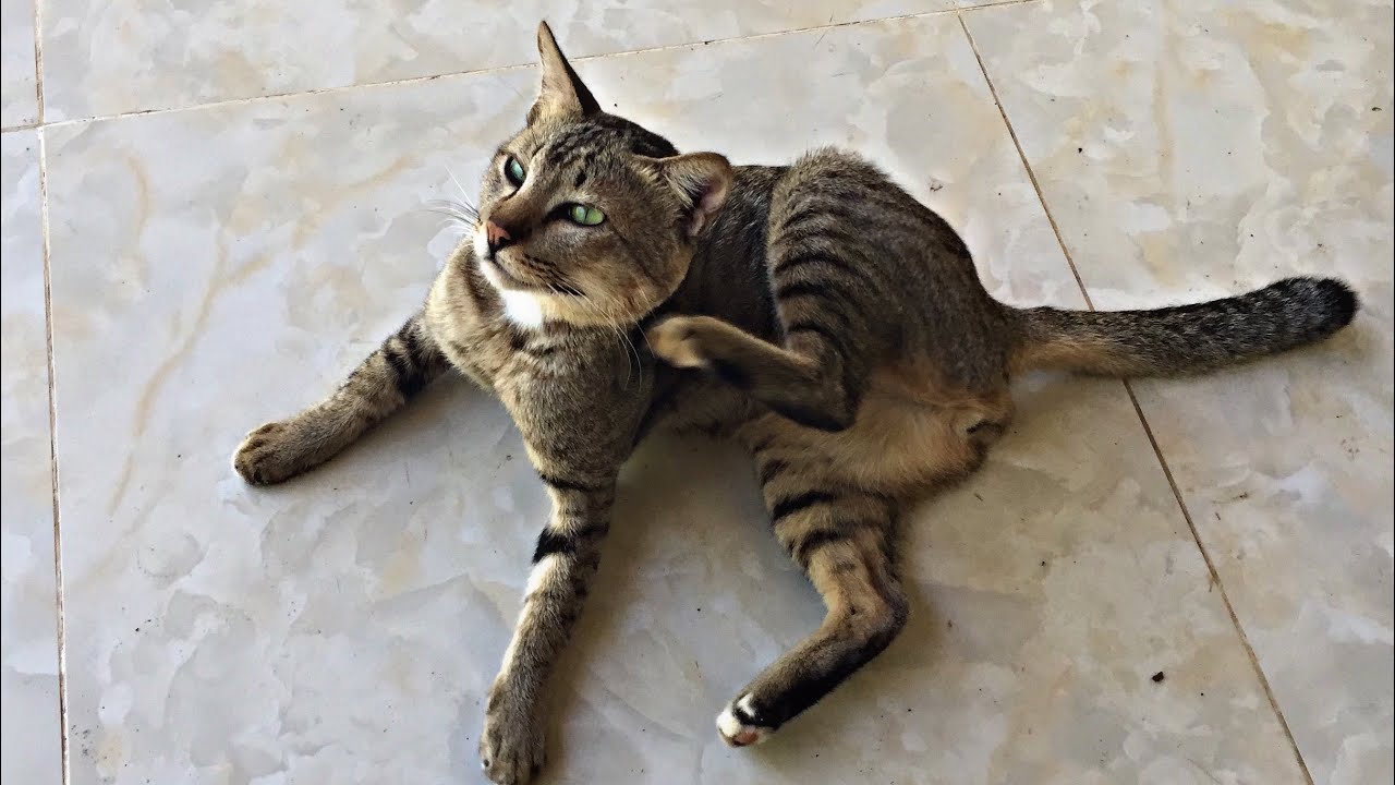 Cat very poor cat animal Gentle and cute smart video cat | Cat pich ...