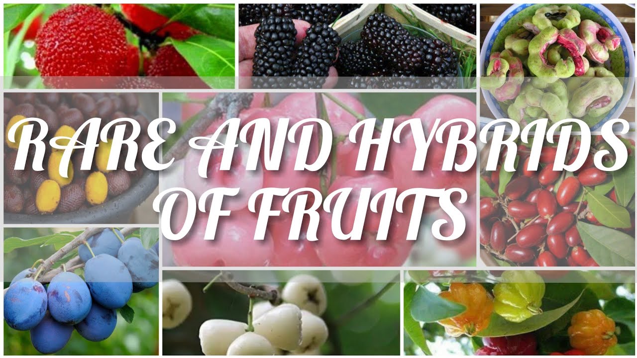 Rare and exotic types of fruits | NATURE'S BEAUTY - YouTube