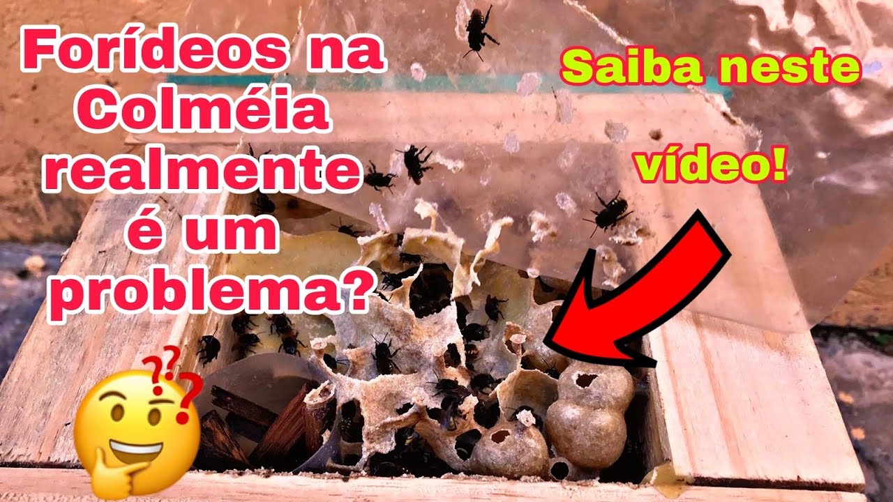 COLMÉIA COM FORÍDEOS??(Saiba o que fazer neste vídeo) - YouTube