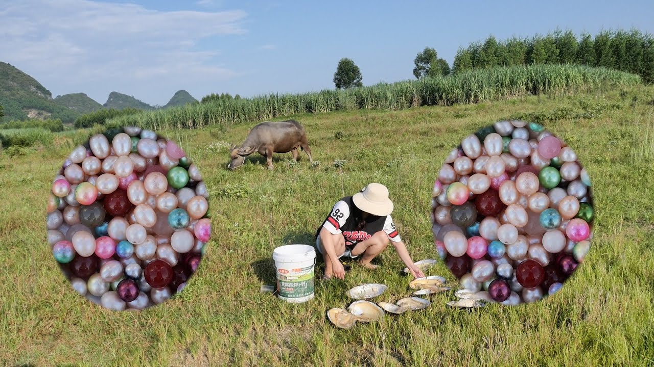 Classic white and cream pearls are the most popular, huge mussel shells ...