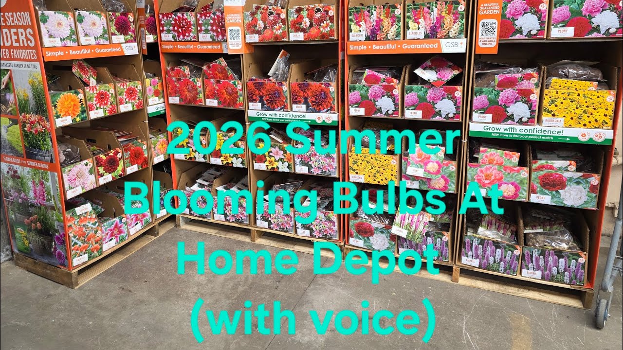 Home Depot 2026 Summer Blooming Bulbs (with voice). Great Varieties ...