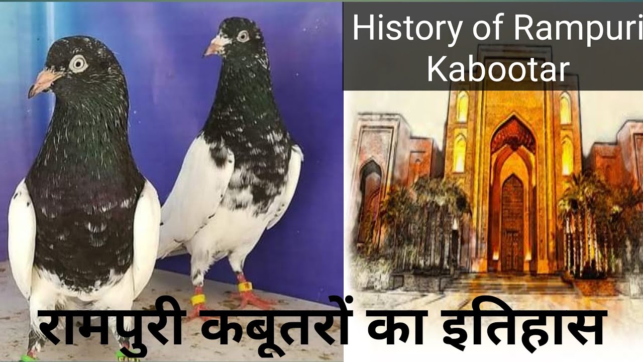 रामपुरी कबूतरों का इतिहास || Rampuri kabootar ki History || History of ...