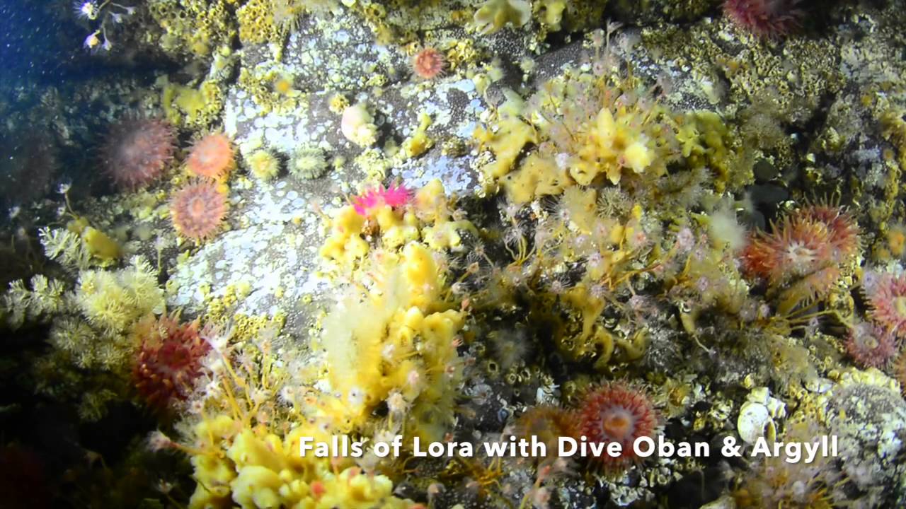 Falls of Lora Underwater Marine Life - YouTube