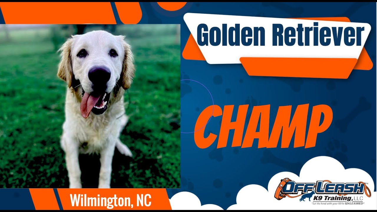 Wilmington Dog Trainers - Champ 7 Month Golden retriever 2 Week BNT ...