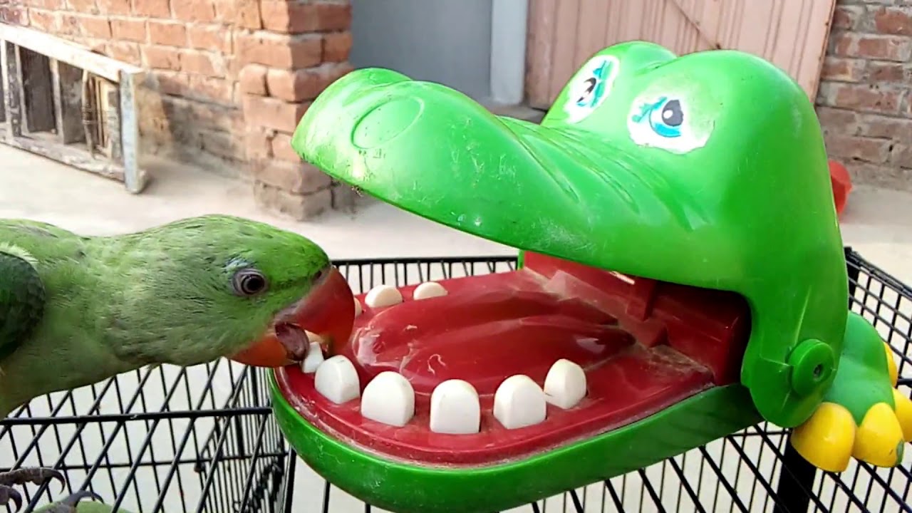 Parrots playing - YouTube