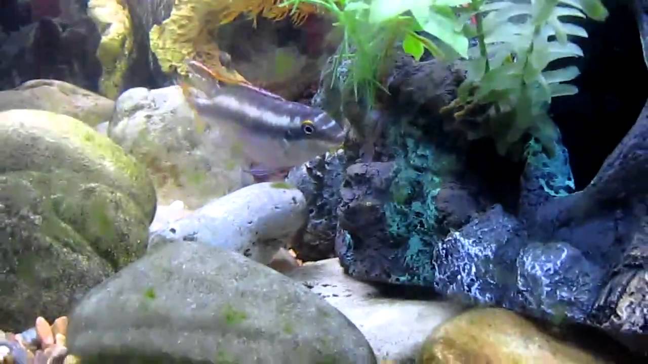 male or female krib - YouTube
