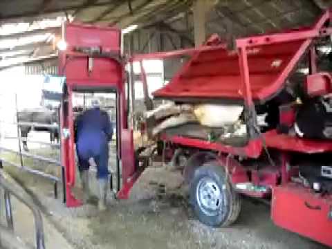 Cattle Foot Trimming - Chris Clarke - YouTube