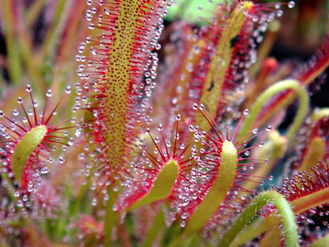 Cây bắt mồi, cây gọng vó: Vẽ đẹp của cây ăn thịt | drosera cùng CPs ...