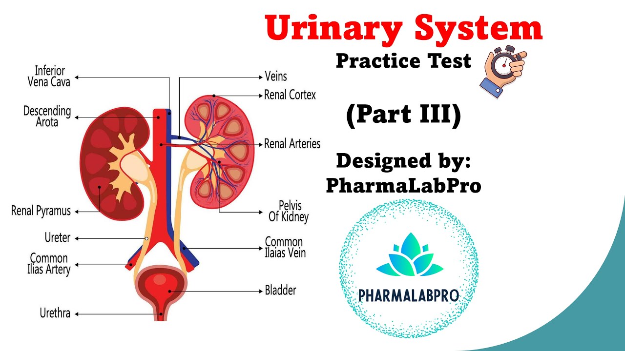 Urinary System Quiz | Anatomy & Physiology Review - Part 3 - YouTube