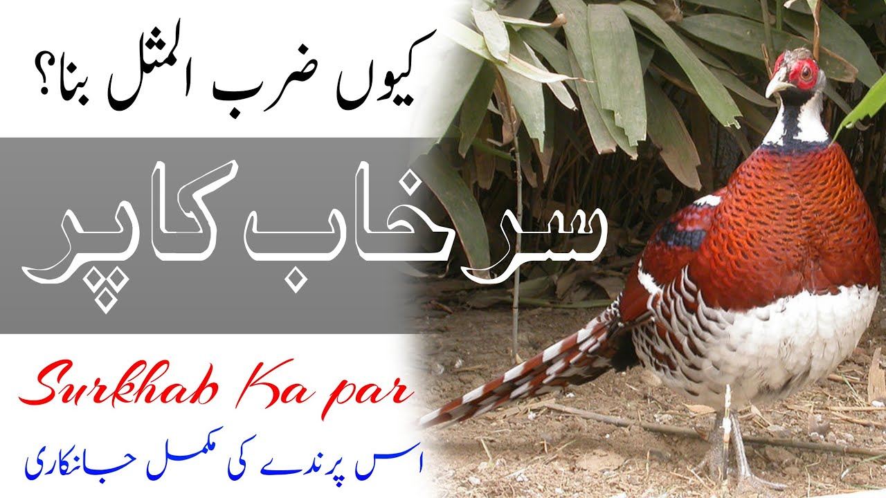 Urdu Kahawat || Surkhaab ka par || سرخاب کا پر || اردو کے ضرب المثل ...