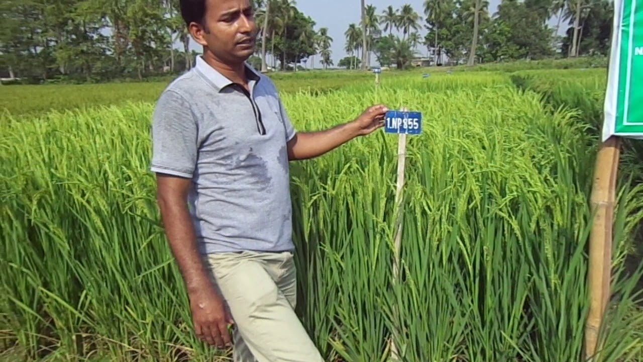 Inbred-hybrid Performance Trial of Rice - YouTube