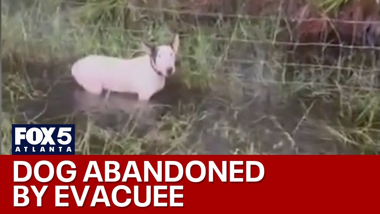 Dog left by side of the road by Milton evacuee | FOX 5 News - YouTube