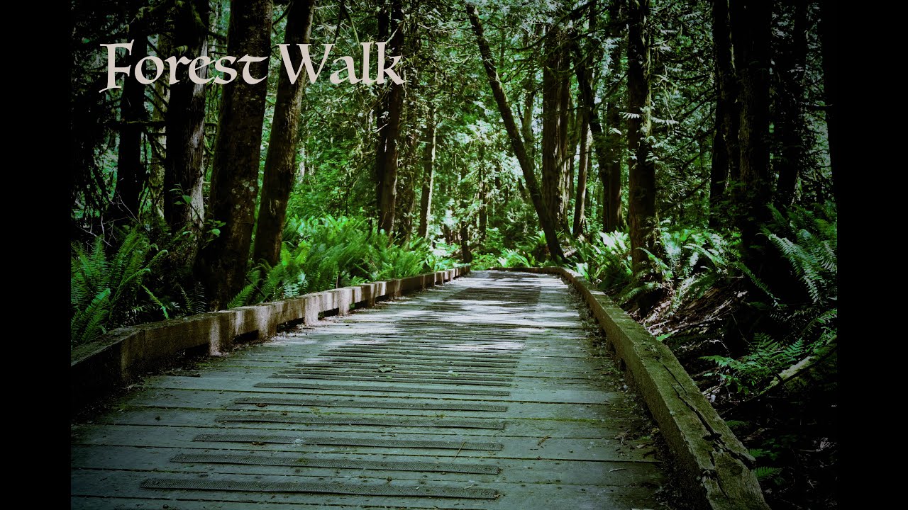 Enchanted Forest Stroll | A Serene Journey Amidst Nature - YouTube