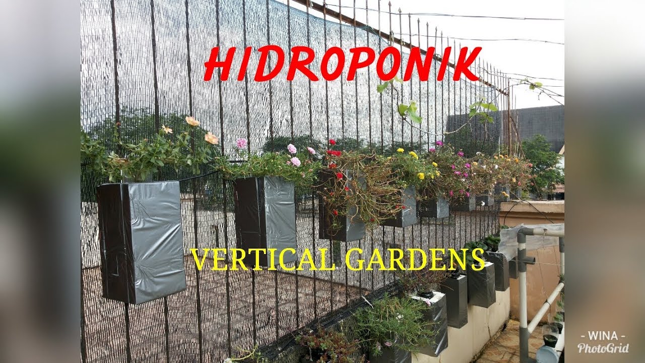 Vertical Gardens : Bunga Pukul Sembilan (Mossrose/Portulaca) - YouTube