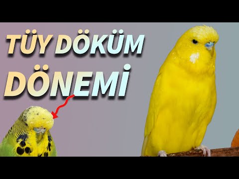 Muhabbet Kuşu Tüy dökümü, Tüy Döneminde Kuşların Bakımı