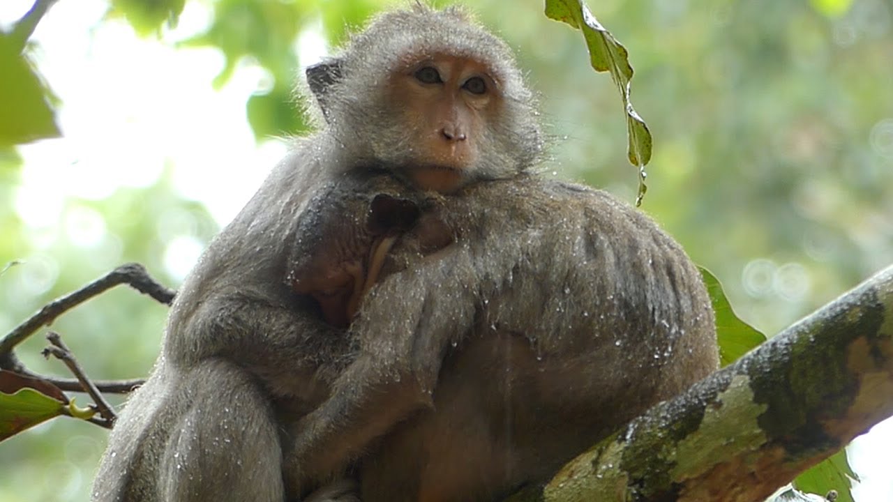 OMG.. Jinx So Wet Body Drinking Milk By Thankful Raining Blessing Her ...