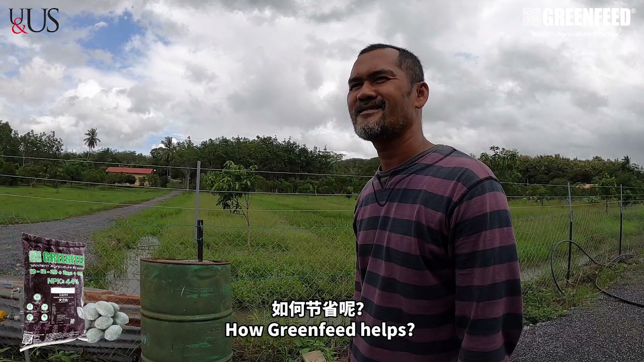 大力丸香甜芒 HARUM MANIS by En Din @Perlis / U&Us - YouTube