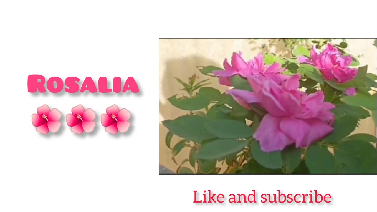 Flower Name (Rosalia) | Roseyyy Life 🌹 - YouTube