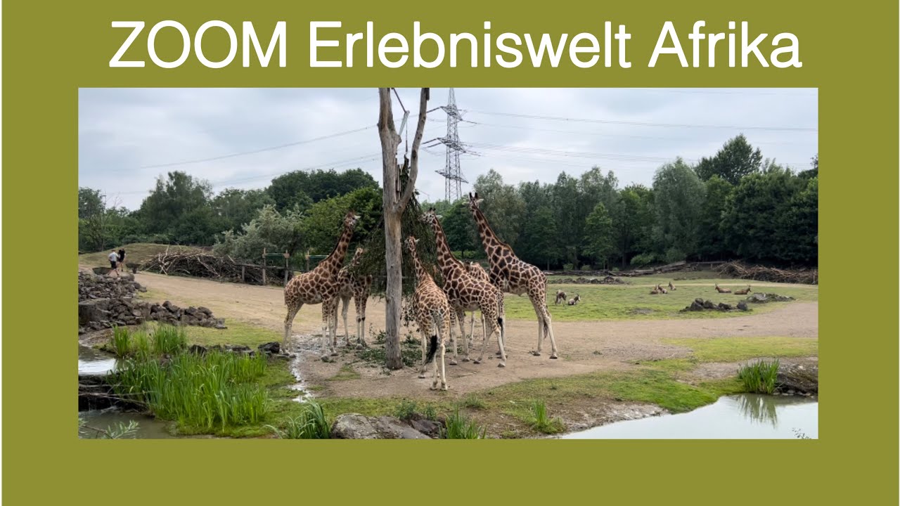 ZOOM Erlebniswelt Afrika - YouTube