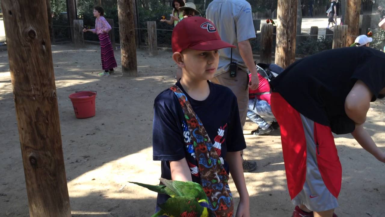 Aaron - Lory parrot feeding at Wildlife world Zoo - YouTube