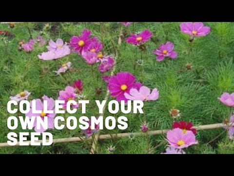 Collect Your Own Cosmos Seed - YouTube