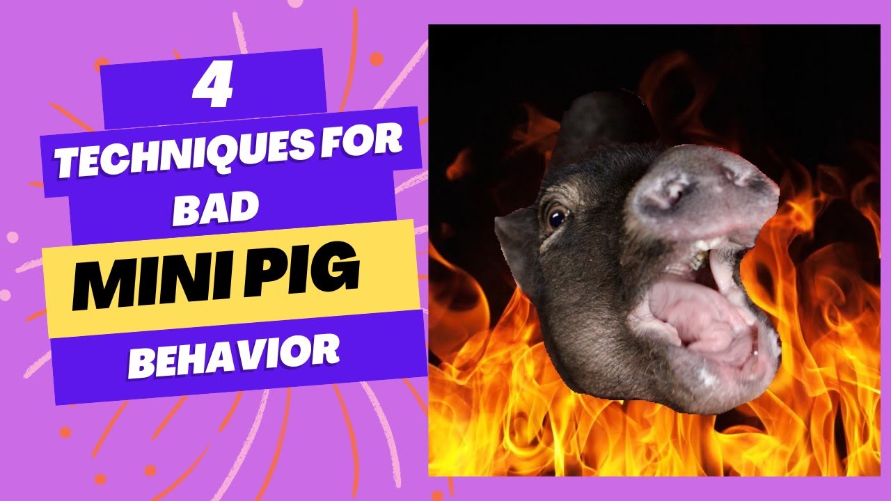 4 Techniques for Bad Mini Pig Behavior - YouTube