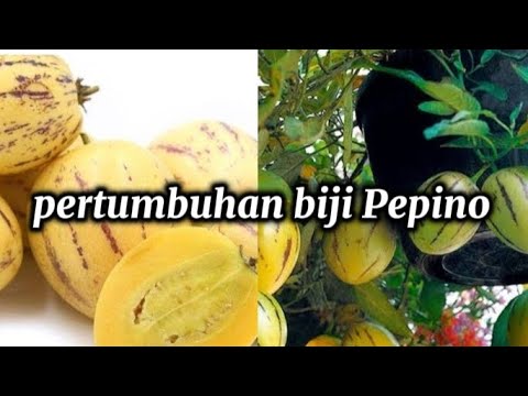 Pertumbuhan buah Pepino - YouTube