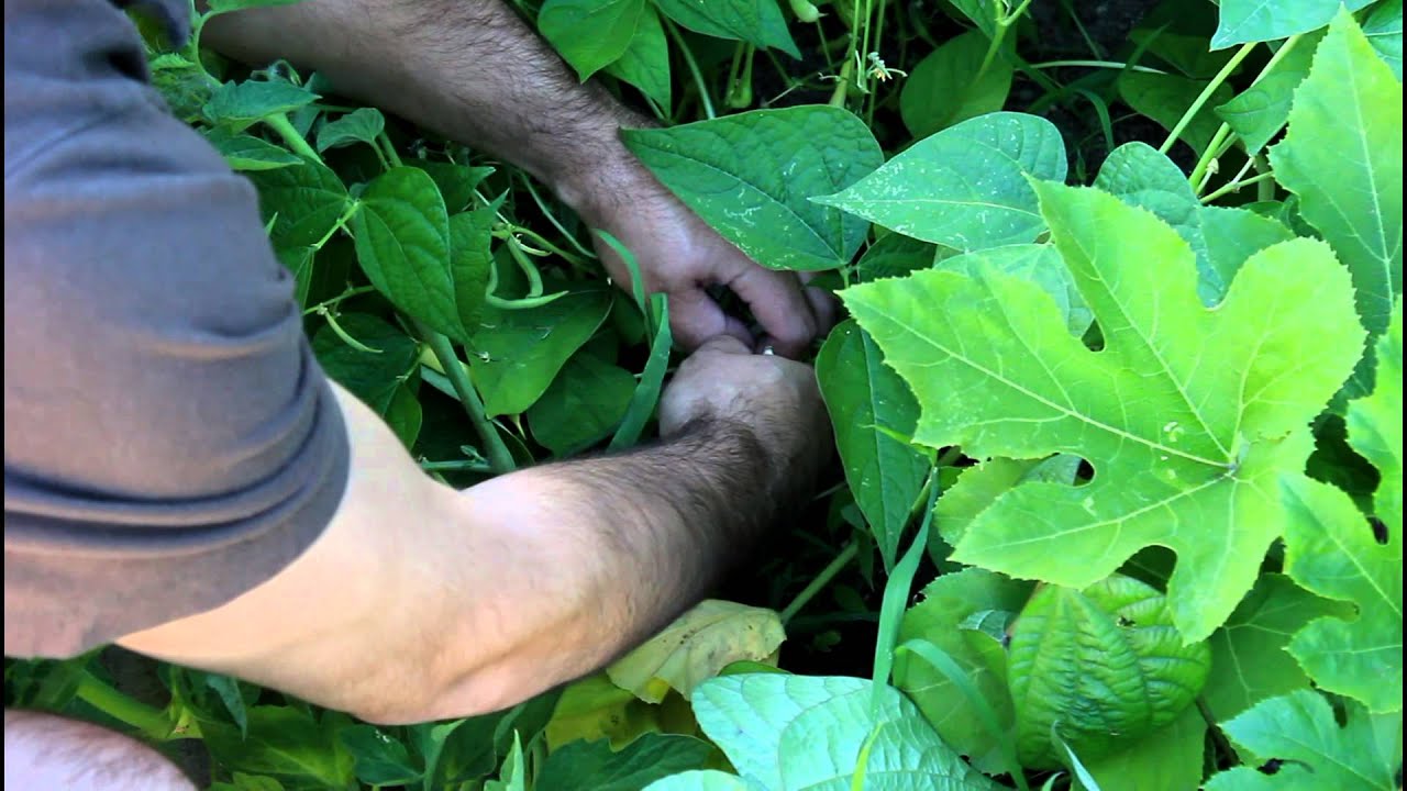 How to Garden: String Beans - YouTube