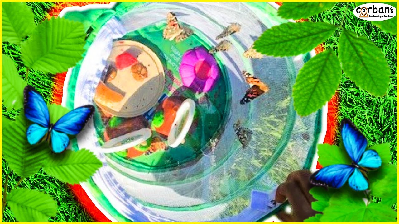 How to Grow Butterflies at Home! | Awesome STEM Project for Kids - YouTube