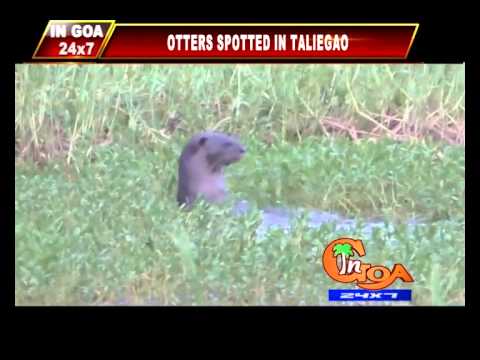 OTTERS SPOTTED IN TALIEGAO PANJIM