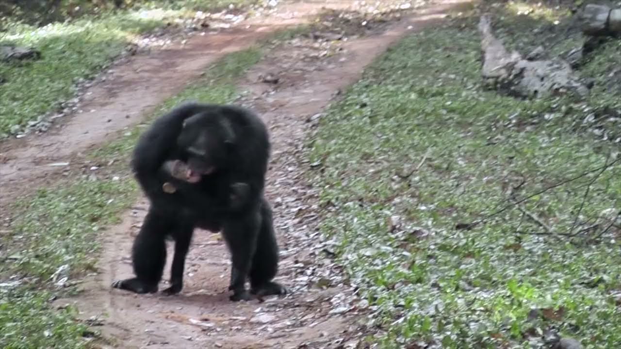 Eastern chimpanzee gesture - Bite (Example 1) - YouTube
