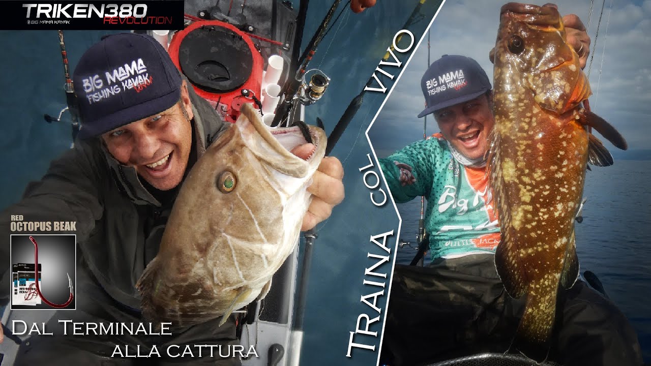 Big Mama Triken 380 e le Cernie a Traina col vivo: dall'esca alla cattura (tips sul terminale ...