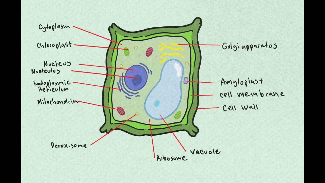 Plant cell Animated Diagram - YouTube